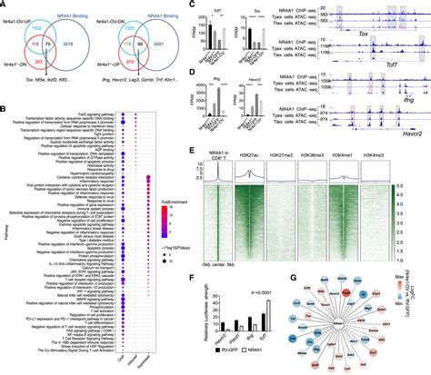 nr4a1 transcriptionally regulates the differentiation of stem like cd8