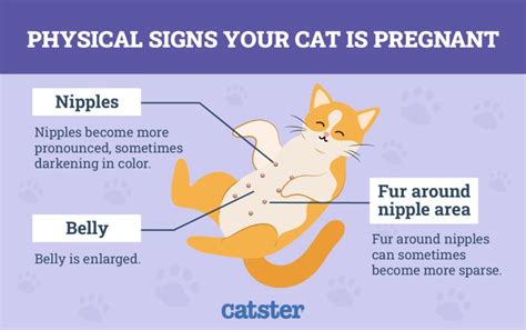 Cat Pregnancy Timeline And Stages Vet Verified Week By Week Facts Catster