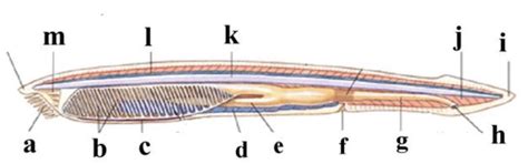 Amphioxus Diagram Chordater Diagram Quizlet