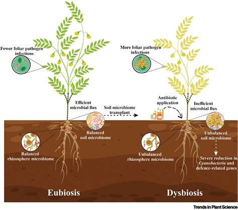 Restoring Unbalanced Rhizosphere Microbiome Transplants Combatting Leaf Diseases Trends In