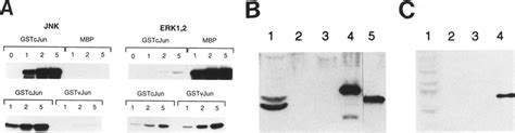 Jnk Is Different From Previously Described Map Kinases Ai Substrate