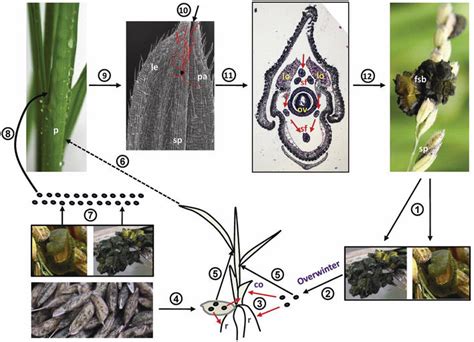 Rice False Smut An Increasing Threat To Grain Yield And Quality IntechOpen