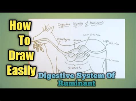 Digestive System Of Ruminants Class 7 Diagram Digestive System Of