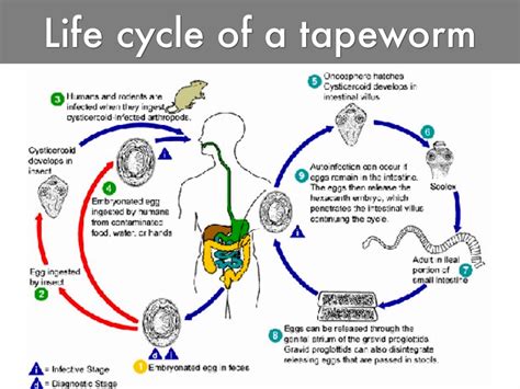 Tapeworm Diagram Labeled At Marilyn Jetton Blog