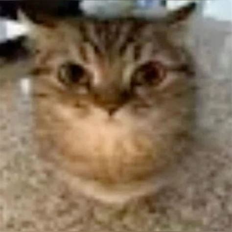 53 Sillly Cats Ideas To Save Today Cats Cat Memes Silly Cats Pictures And More