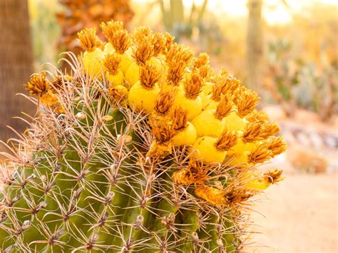 Cactus Photograph Horizontal Candy Barrel Cactus Desert Garden Plant