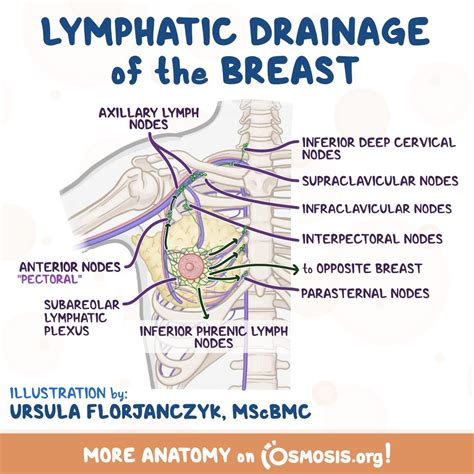 Osmosis In Todays Anatomyfeature We Will Review A Commonly