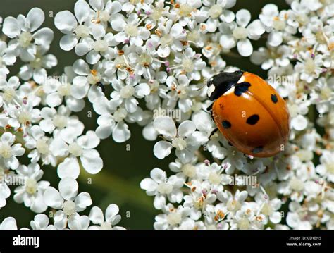 July 31 2011 Oakland Oregon Us A Ladybug Walks On A Queen Anne