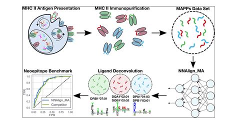 Improved Prediction Of Mhc Ii Antigen Presentation Through Integration And Motif Deconvolution