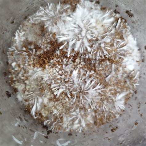 Im Trying To Fruit This Spawn Jar On Top I Added A Layer Of Coco Coir