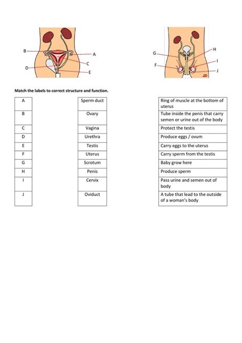The Female Reproductive System Worksheet Female Reproductive System