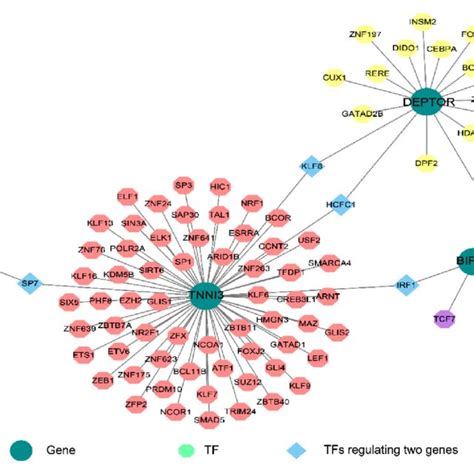 Transcription Factor Gene Regulatory Network In The Common Genes The Download Scientific