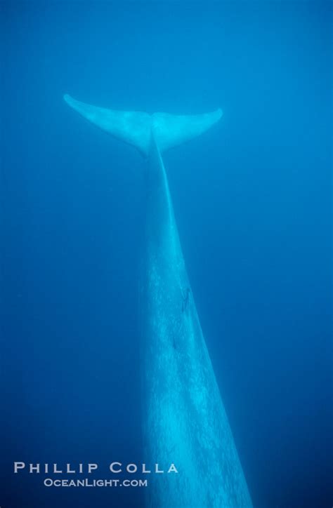 Blue Whale Caudel Stem Dorsal Fin And Fluke Balaenoptera Musculus