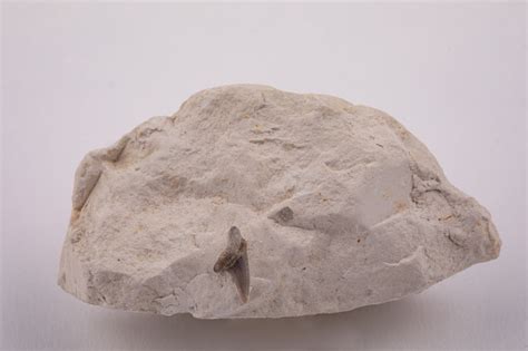 Free Picture Fossil Root Limestone