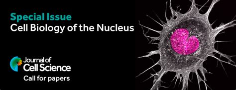 Fibronectin Matrix Assembly At A Glance Journal Of Cell Science The