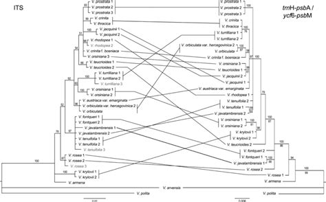 majority rule consensus trees obtained from the bayesian analyses of