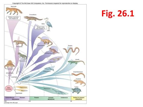 PPT The Origin And Early Evolution Of Amniotes PowerPoint Presentation ID 327511