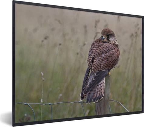 Fotolijst Incl Poster Vogel Valk Hek 80x60 Cm Posterlijst