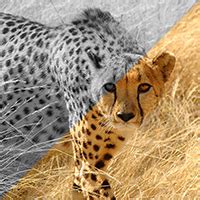 Image Filters Android Source Code By Livecodedev Codester