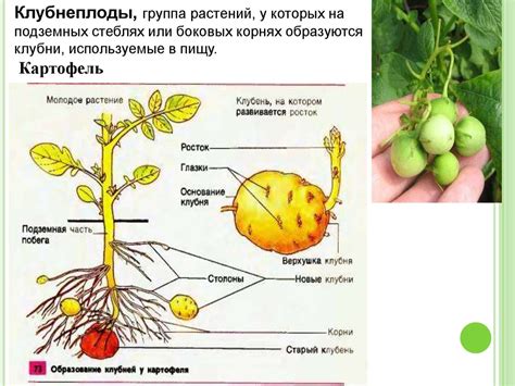 Свежие овощи. Классификация - презентация онлайн