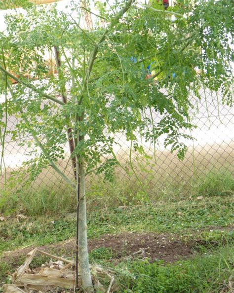 Drumstick Tree Seeds Seeds Of India