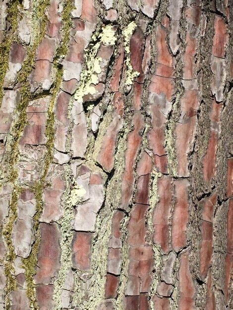 Premium Photo Full Frame Shot Of Tree Bark