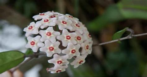 Hoya Pubicalyx Types Comparion And More Guy About Home