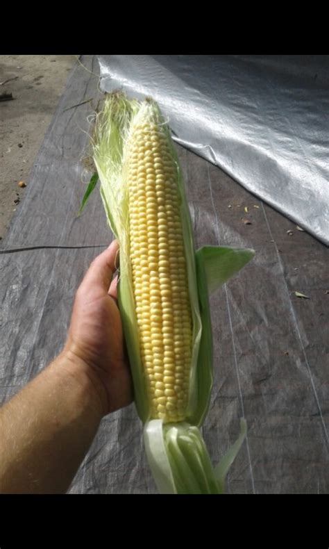 Продам кукурузу сахарную, купить кукурузу сахарную, Харьковская обл ...