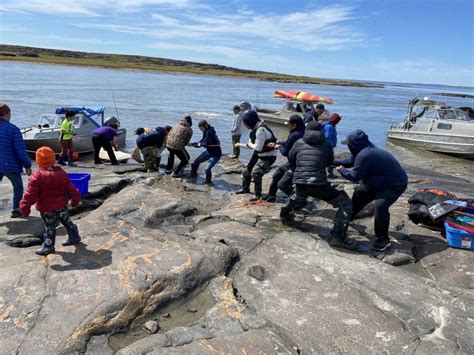 Nunavik group wants decades-old beluga hunting ban dropped | TheRegional