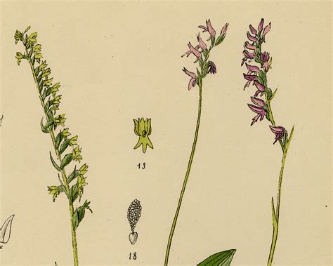 Antique Print Natural History Botanical Orchid Gennaria Diphylla Camus