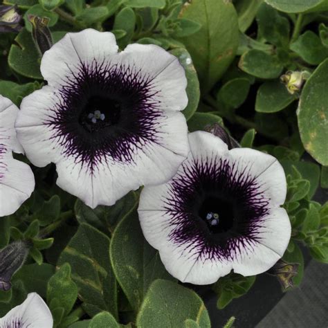 Petunia Designer Black Spot Silja