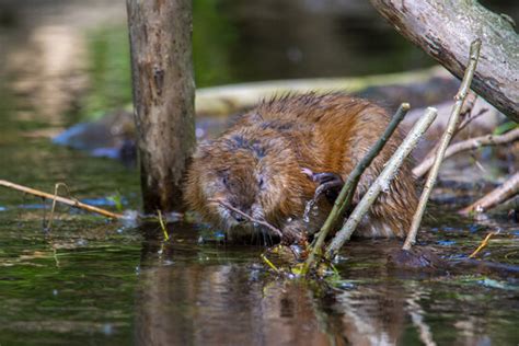 Wasserratte Bilder Durchsuchen 12095 Archivfotos Vektorgrafiken Und Videos Adobe Stock
