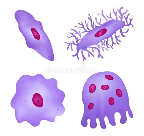 Type Cells Bone Stock Illustrations 152 Type Cells Bone Stock