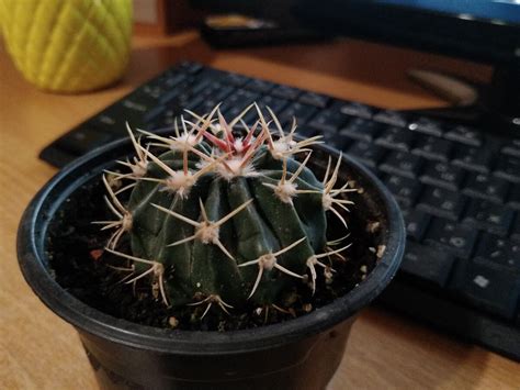 Удивительные всходы 13 необычных растений из семян на моем подоконнике Вспоминая о лете Дзен