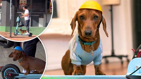 Spud Da Potato Perth Dachshund Becomes Tiktok Sensation Riding Scooter