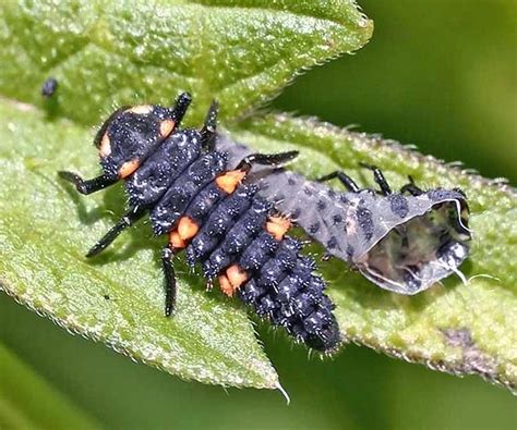 Coccinella Septempunctata Monaco Nature Encyclopedia