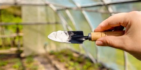 Bicarbonate De Soude 10 Astuces Pour Lutiliser Dans Le Jardin