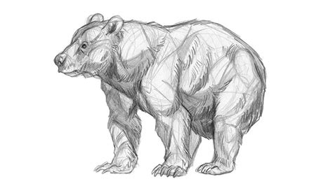 Learn How To Sketch Draw Free Basic Drawing For Beginners