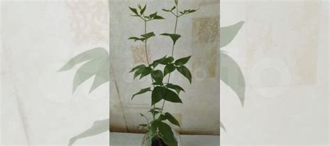 Клематис жгучий мелкоцветковый(белый) купить в Перми | Товары для дома ...