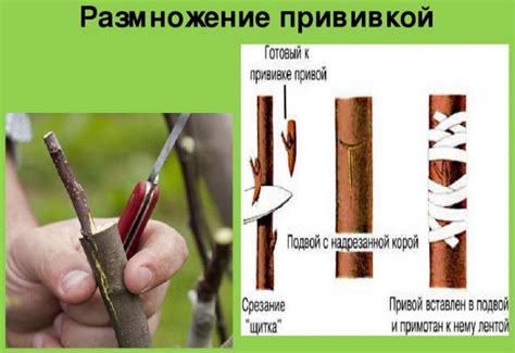 Размножение кизила - Fermer-Expert.ru