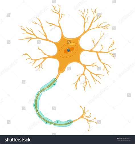 Neuron Vector Illustration Isolated On White Stock Vector Shutterstock