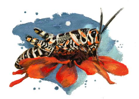 Barber Pole Grasshopper Pastel By Janice Lawrence Pixels