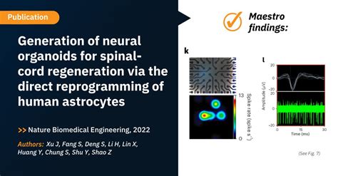 Axion Biosystems On Linkedin Generation Of Neural Organoids For Spinal Cord Regeneration Via