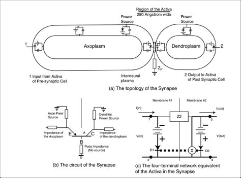 3 2 1 The Topology Circuit And Four Terminal Network Of The Synapse Download Scientific