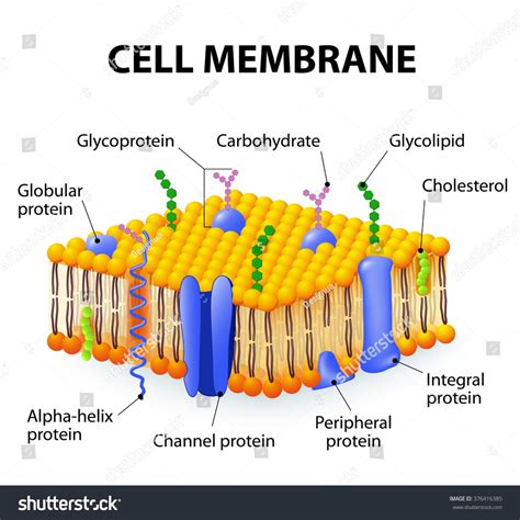 Detailed Diagram Models Cell Membrane Stock Vector Royalty Free