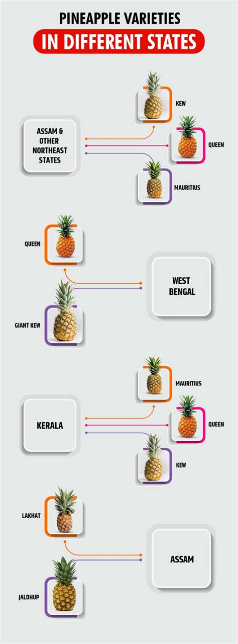 Pineapple In Different Languages Map At Wilma Scanlon Blog