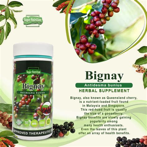 Bignay Capsules Natural Herb Food Supplement Lazada Ph