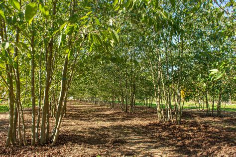 Climate Trees Specials Range Ebben Nurseries