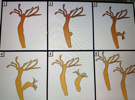 Seres Vivos La Vida Y Más ReproducciÓn Asexual