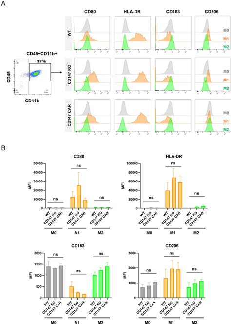 Engineered Cd147 Car Macrophages For Enhanced Phagocytosis Of Cancers Pubmed